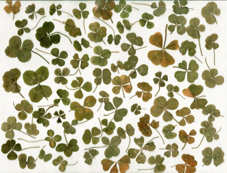 Autism is a Four-Leaf Clover – Samanthropology