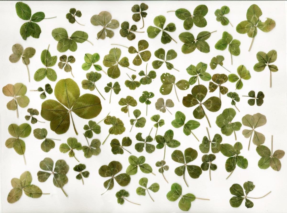 Autism is a Four-Leaf Clover – Samanthropology