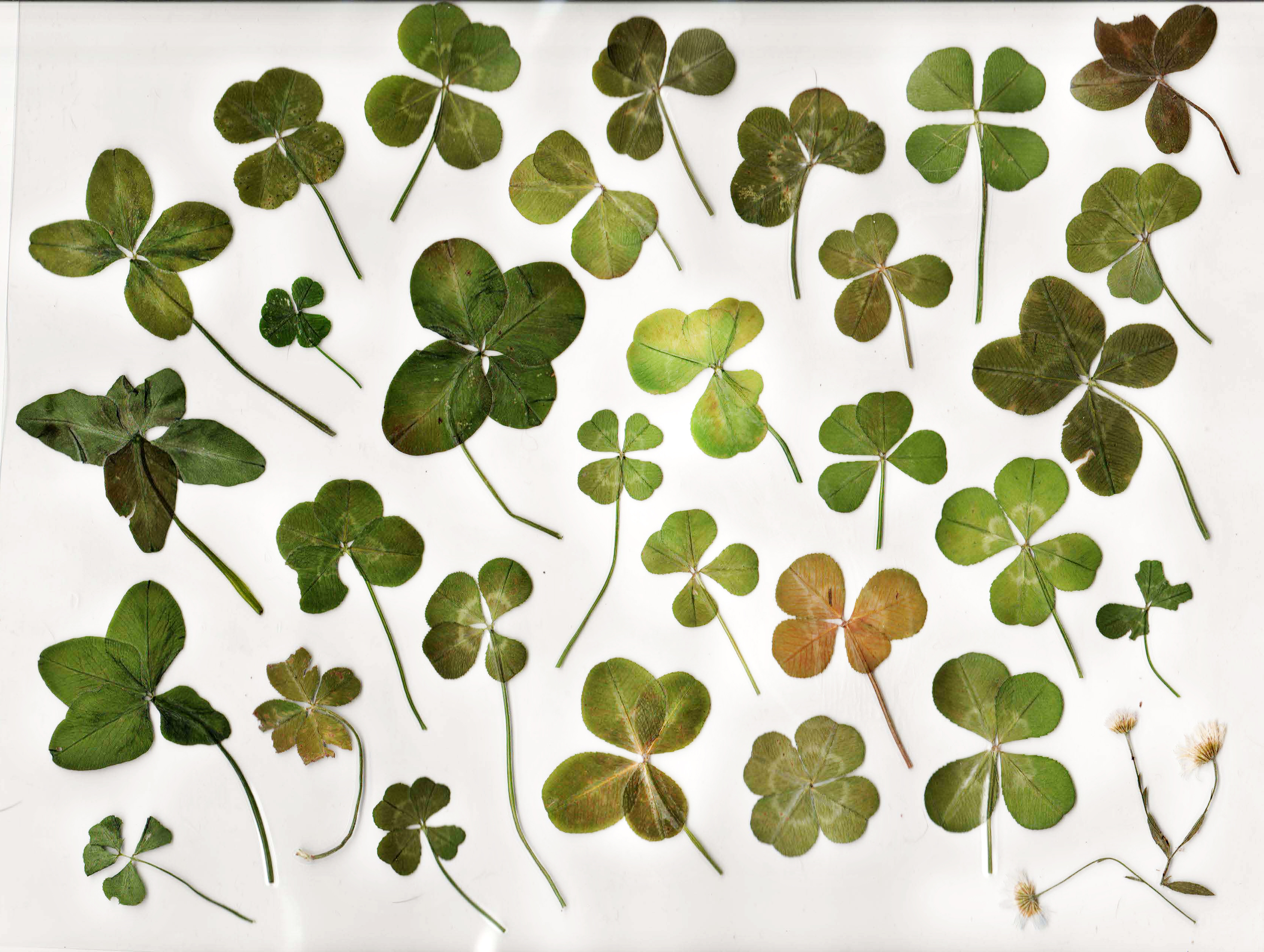 Autism is a Four-Leaf Clover – Samanthropology